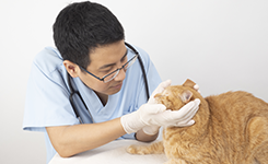 AiCVIM[Asian College of Veterinary Internal Medicine]